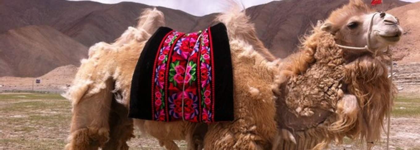 Humanities Institute Faculty Fellow Spotlight: Millie Chen - Department ...