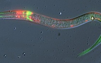 Department of Biological Sciences - University at Buffalo