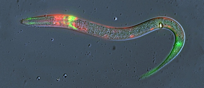 Animal Systems Biology - Department of Biological Sciences - University ...