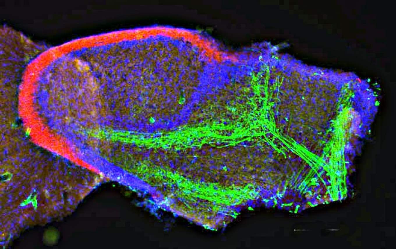 Neuroscience - Department of Biological Sciences - University at Buffalo