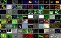 Department of Biological Sciences - University at Buffalo