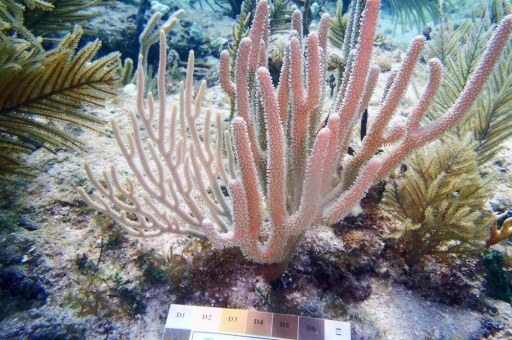 Key algae species help soft corals survive warming oceans - College of ...